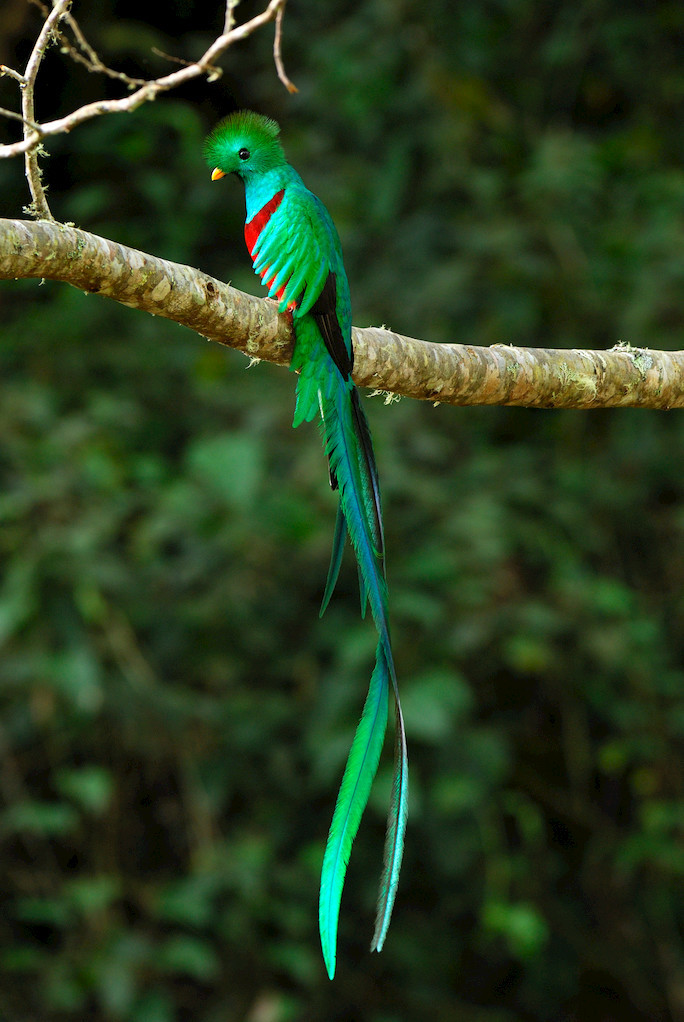 El Quetzal en Guatemala - Noticias en Latinoamérica